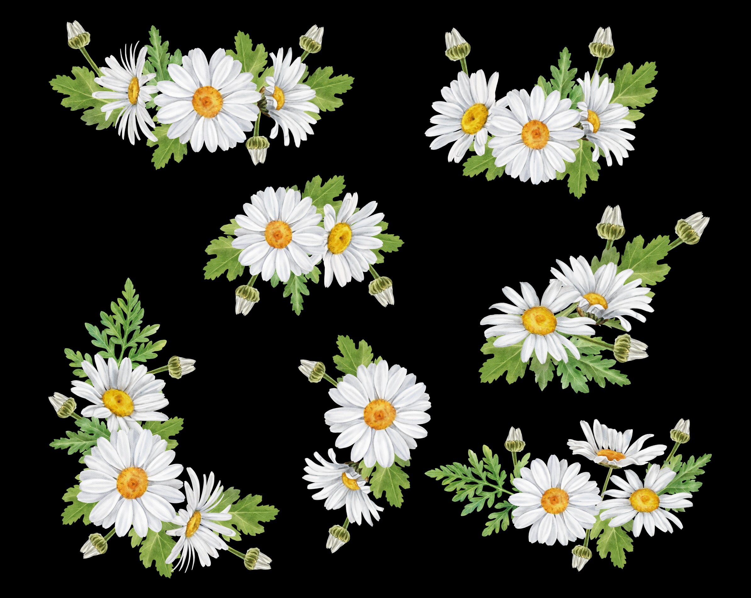 Watercolor Daisy Bouquet Clipart Chamomile Spring Flowers - Etsy