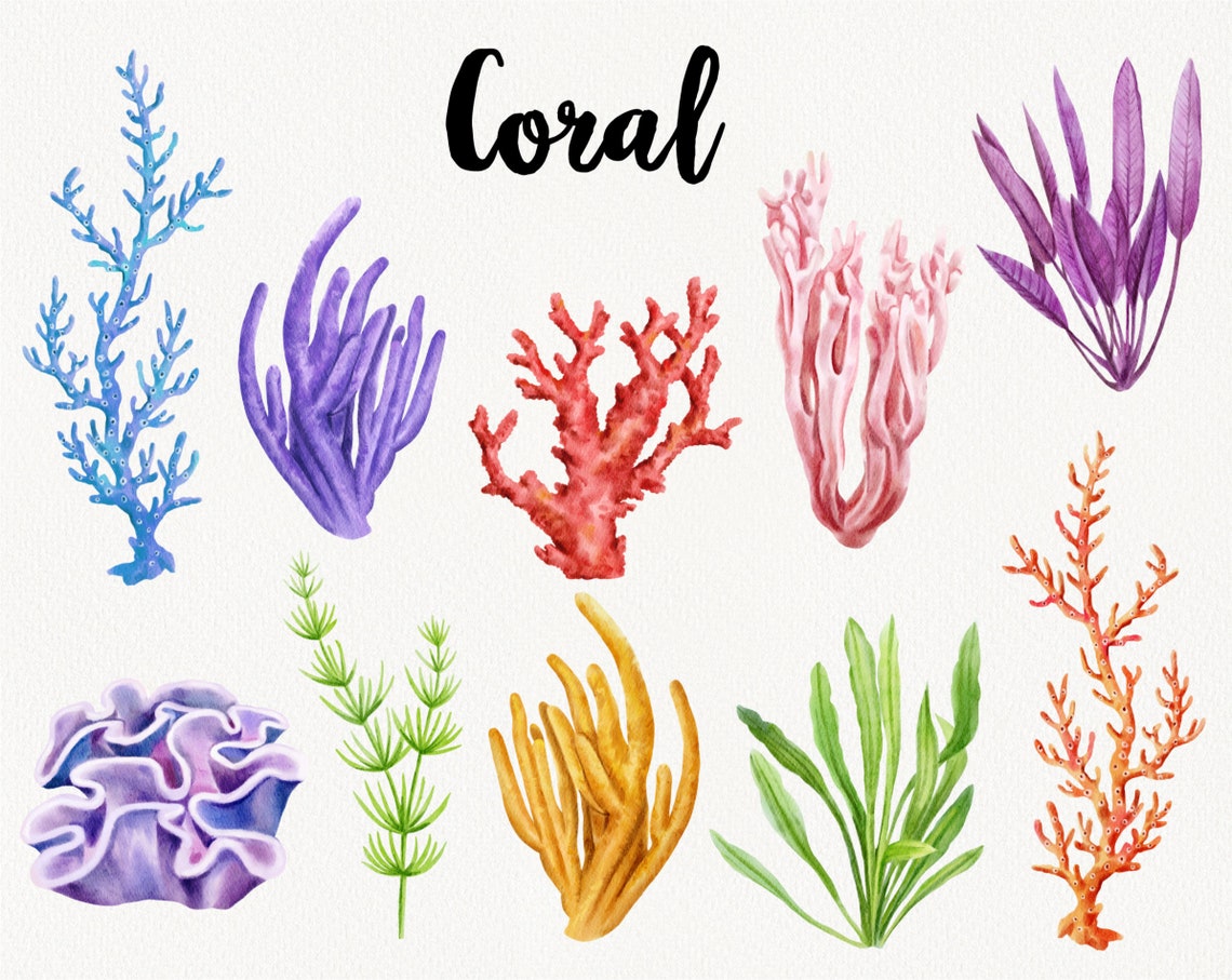 Watercolor Coral Reef Clipart Under the Sea Life Clip Art - Etsy