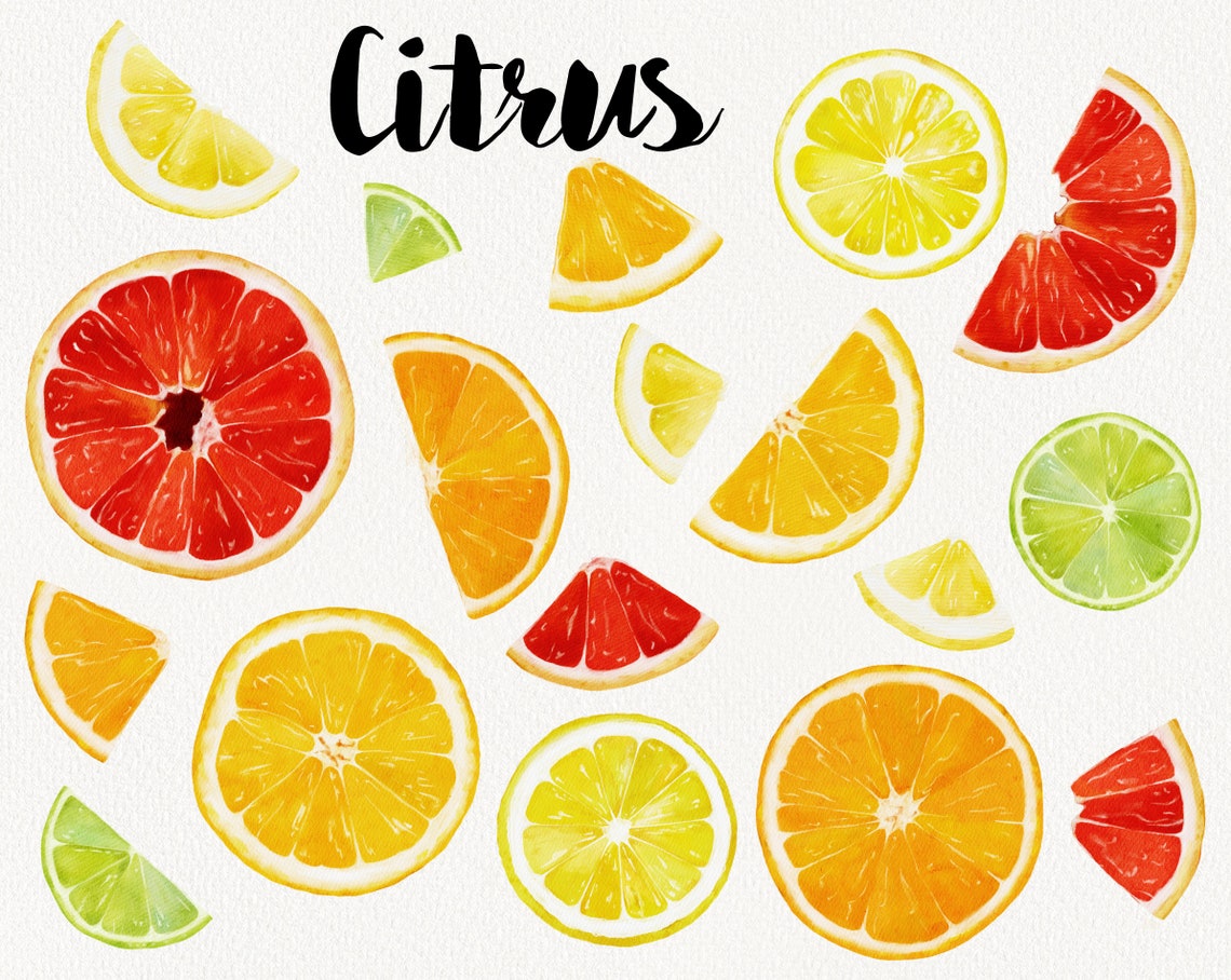 Watercolor Citrus Clipart Hand Painted Summer Lemon Orange - Etsy