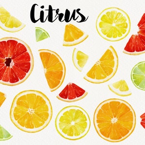 Watercolor Citrus Clipart, Hand Painted Summer Lemon, Orange ...