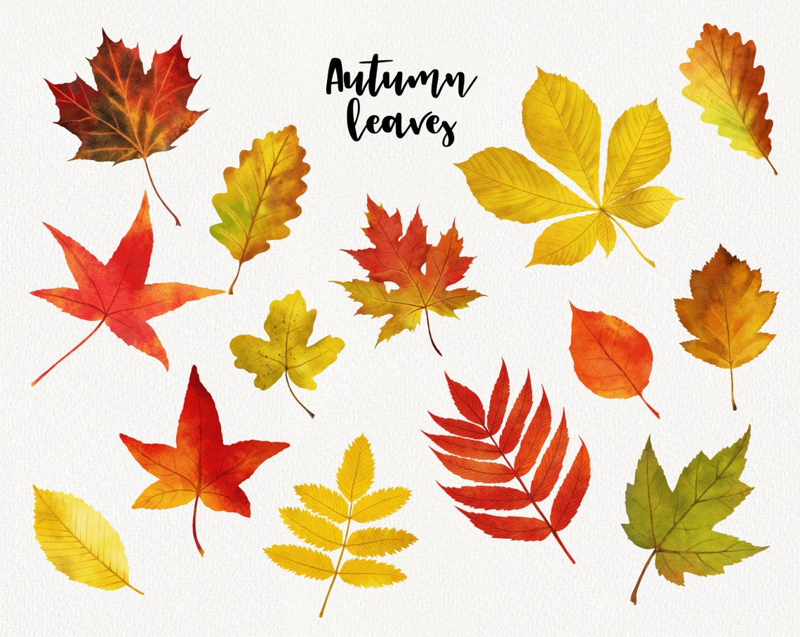 Autumn Leaves Clipart Watercolor Fall Clip Art Orange Green - Etsy