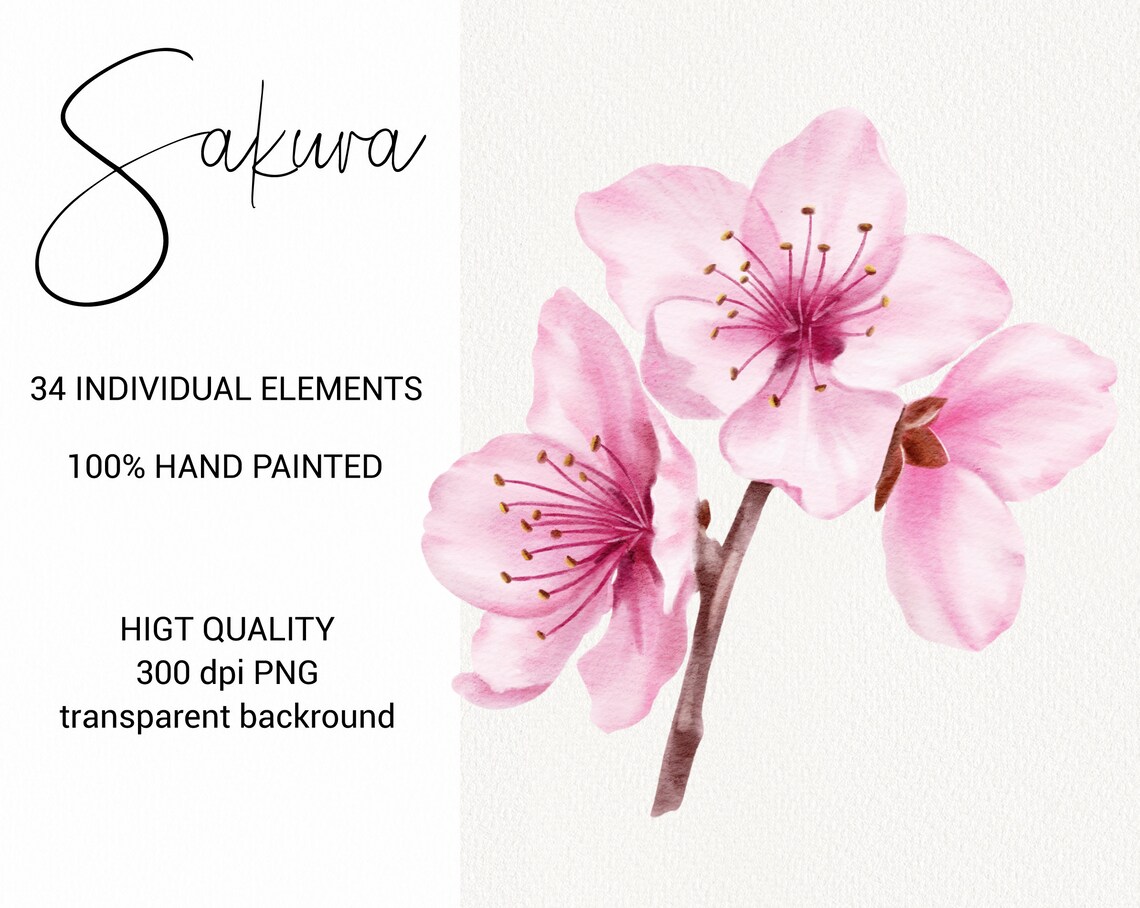 Cherry Blossom Clipart, Watercolor Pink Sakura Flowers, Spring Floral ...