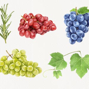 Watercolor Wine Clipart, Alcohol Party, Wine and Cheese Clip Art ...