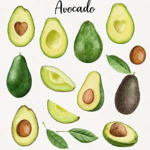 Watercolor Avocado Clipart, Tropical Fruit Clipart, Summer Clip Art ...