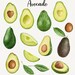 Watercolor Avocado Clipart Tropical Fruit Clipart Summer - Etsy