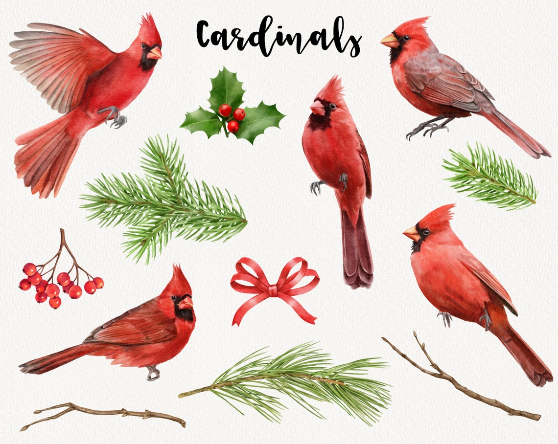 Watercolor Red Cardinals Clipart Christmas Birds Clip Art - Etsy