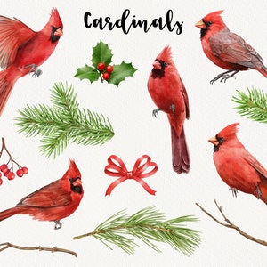 Watercolor Red Cardinals Clipart, Christmas Birds Clip Art, Winter ...