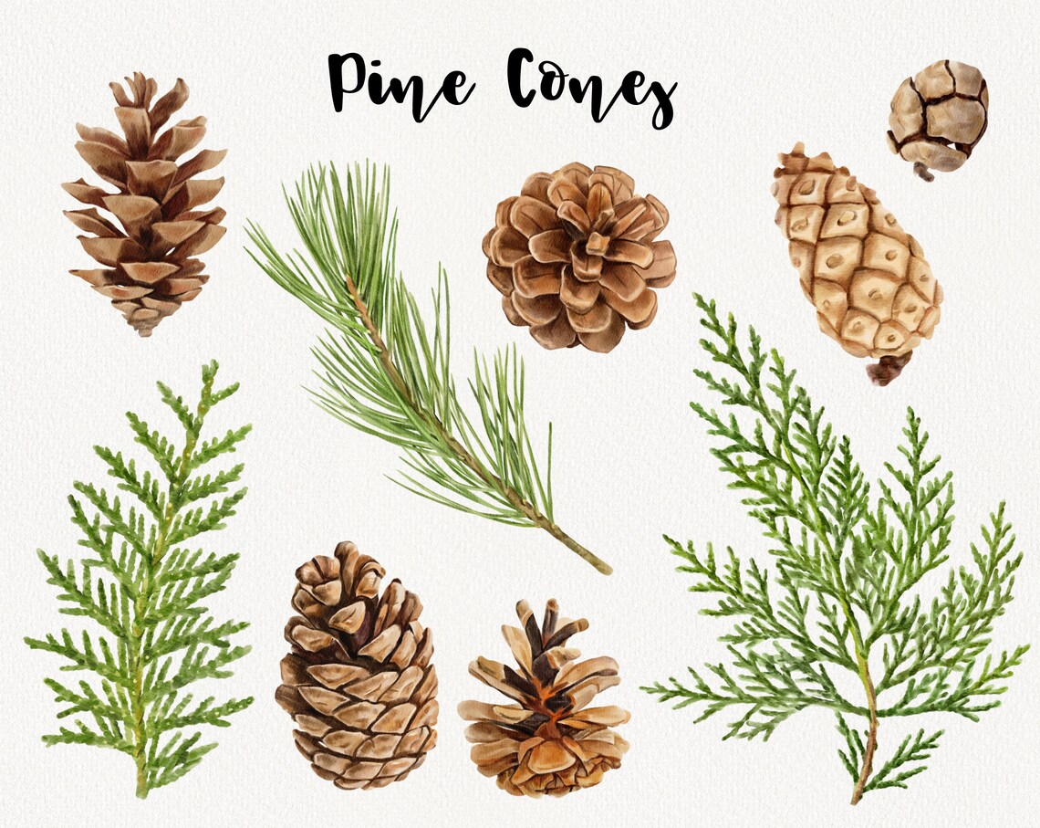 Watercolor Pine Cone Clipart Christmas Greenery Clip Art - Etsy