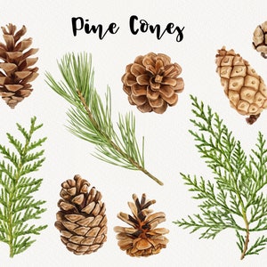 Watercolor Pine Cone Clipart, Christmas Greenery Clip Art, Holiday ...