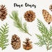 Watercolor Pine Cone Clipart, Christmas Greenery Clip Art, Holiday ...