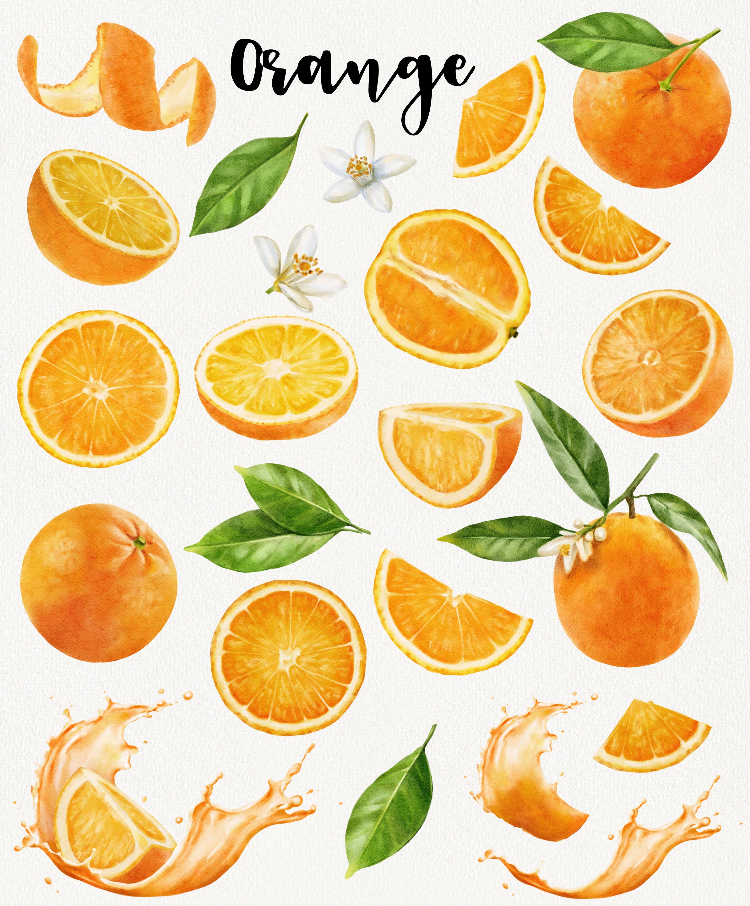 Watercolor Orange Clipart Citrus Fruit Clip Art Flowers - Etsy