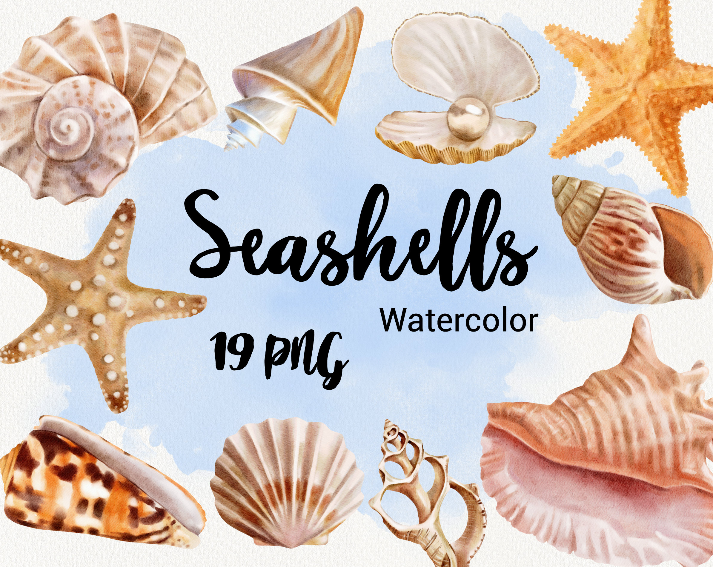Watercolor Seashells Clipart Ocean Beach Clip Art Sea - Etsy