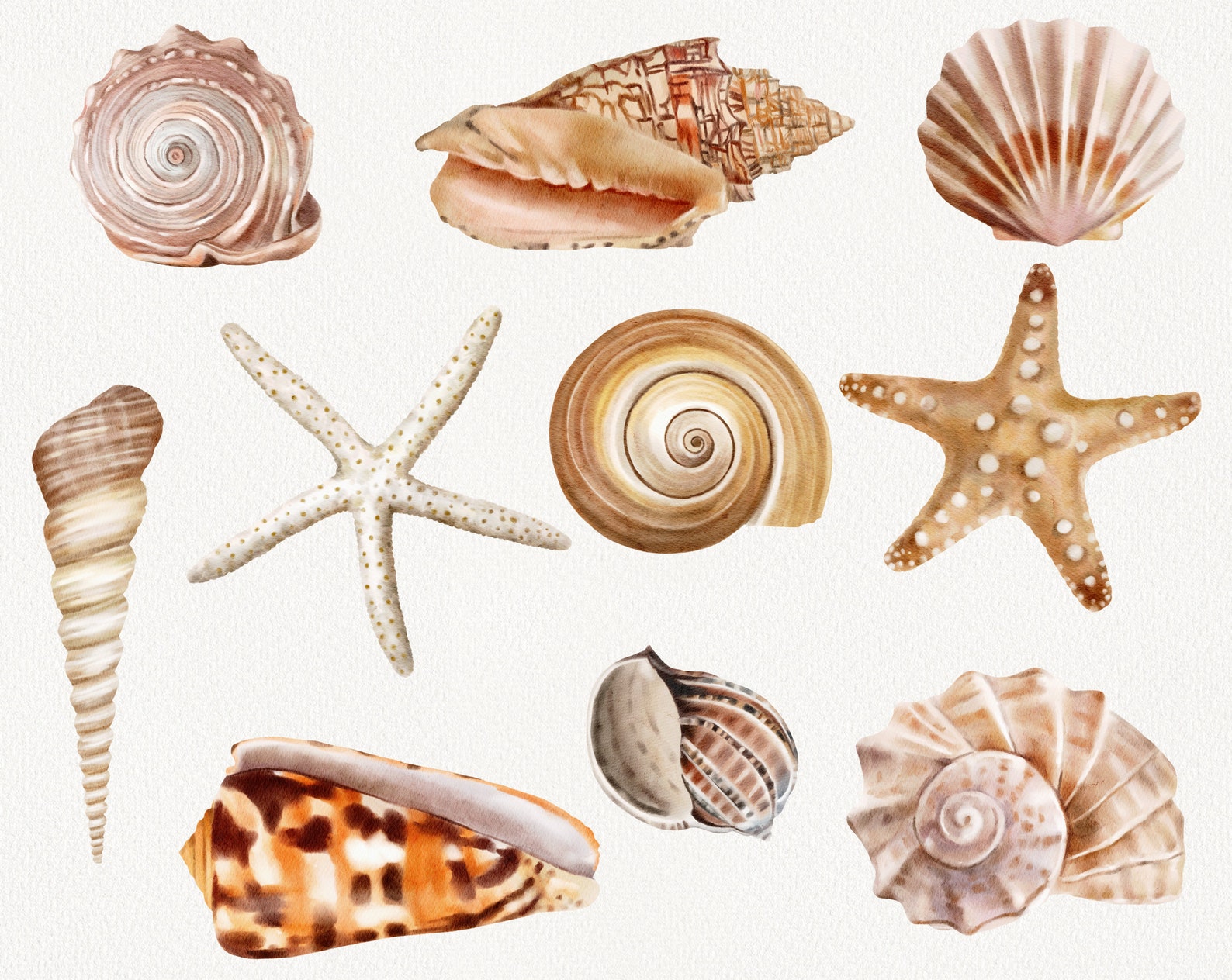 Watercolor Seashells Clipart, Ocean Beach Clip Art, Sea Shells ...