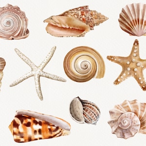 Watercolor Seashells Clipart, Ocean Beach Clip Art, Sea Shells ...