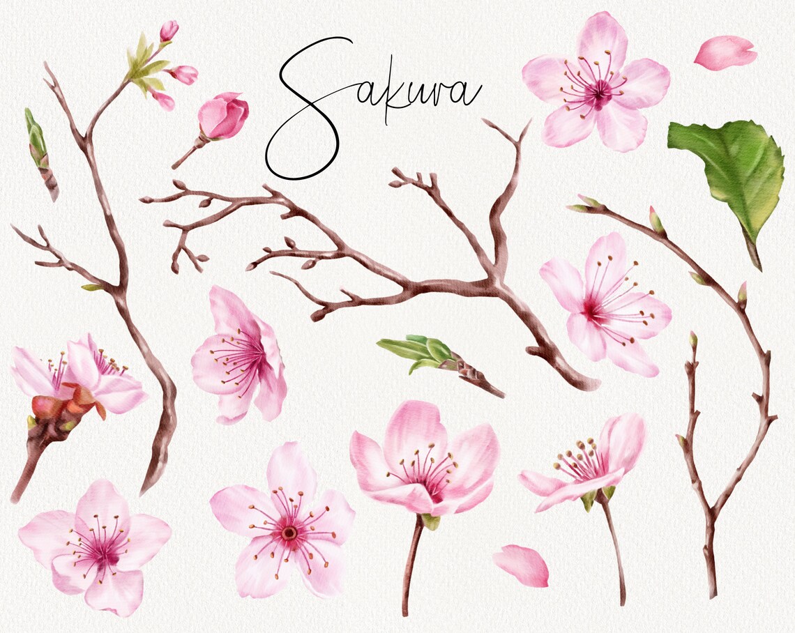 Cherry Blossom Clipart, Watercolor Pink Sakura Flowers, Spring Floral ...