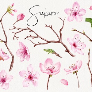 Cherry Blossom Clipart, Watercolor Pink Sakura Flowers, Spring Floral ...