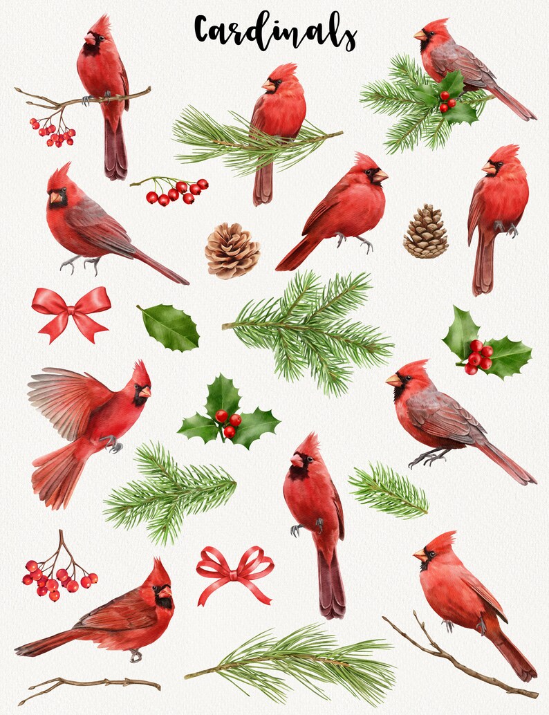 Watercolor Red Cardinals Clipart Christmas Birds Clip Art - Etsy