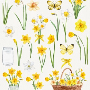 Watercolor Daffodils Clipart, Yellow Butterfly, Spring Flowers, Easter ...