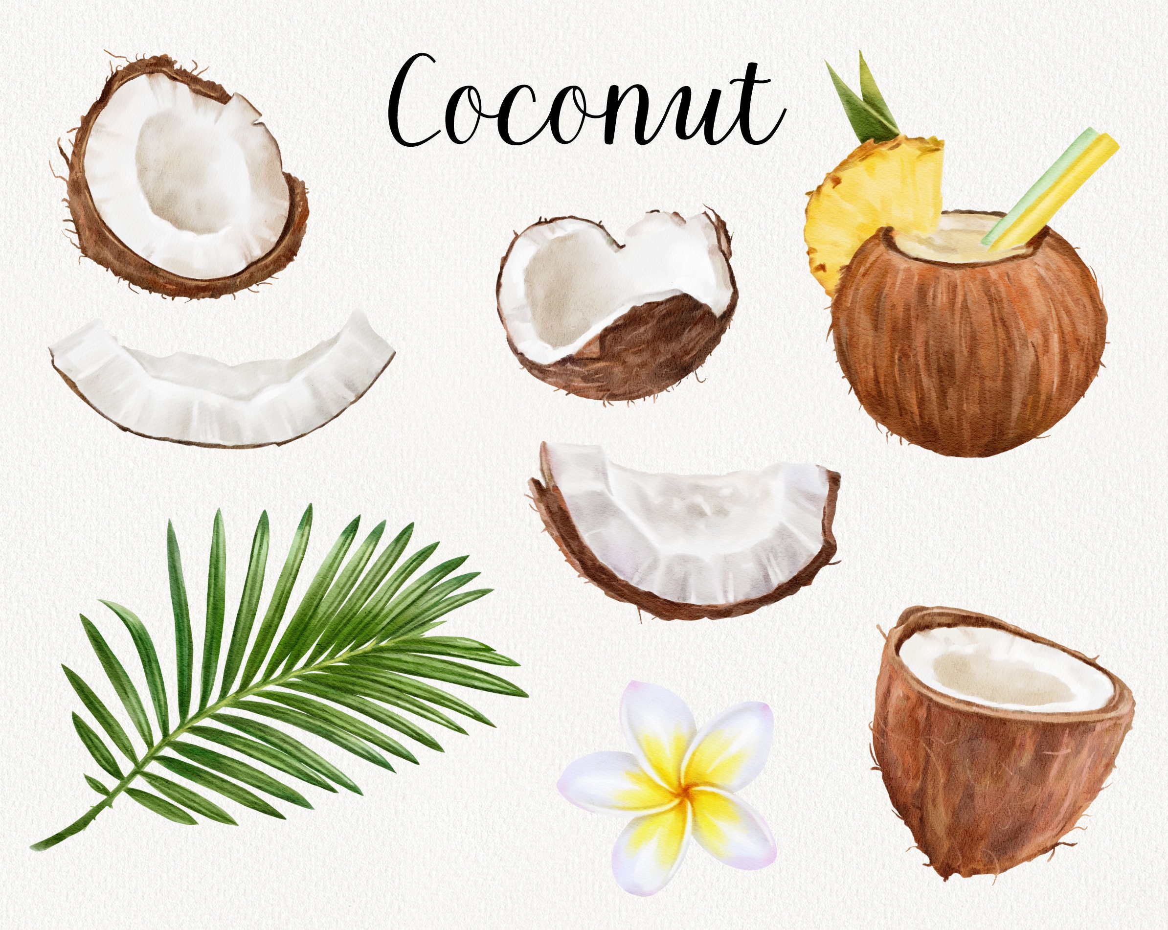 Coconut Watercolor Clipart Summer Fruit Clip Art Tropical - Etsy