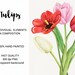 Watercolor Tulip Clipart, Easter Spring Flowers, Mothers Day, Tulips ...