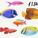 Watercolor Fish Clipart, Ocean Clip Art, Sea Life Animals, Tropical ...