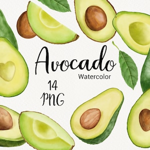 Watercolor Avocado Clipart, Tropical Fruit Clipart, Summer Clip Art ...