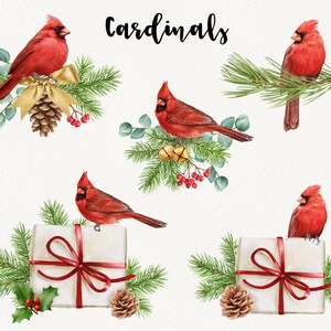 Cardinal Clipart, Watercolor Christmas PNG, Winter Red Birds Clip Art ...