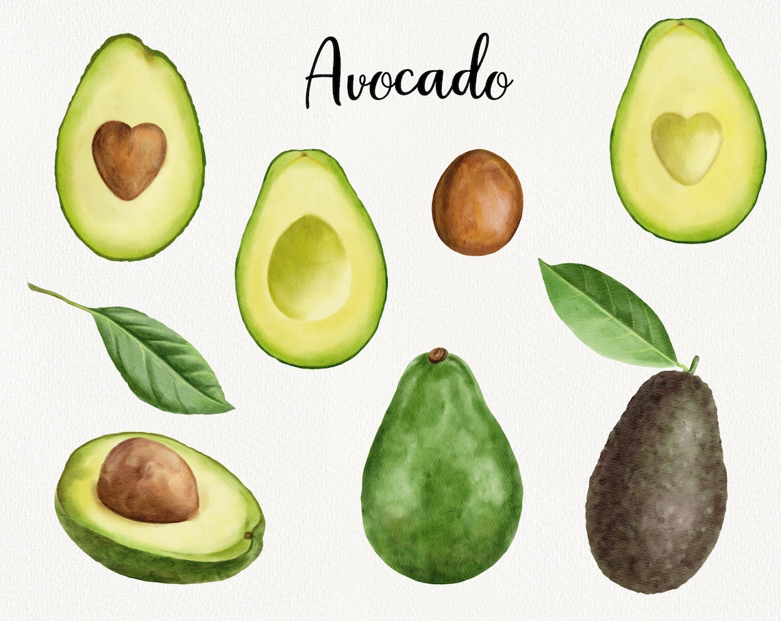 Watercolor Avocado Clipart Tropical Fruit Clipart Summer - Etsy
