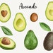 Watercolor Avocado Clipart, Tropical Fruit Clipart, Summer Clip Art ...