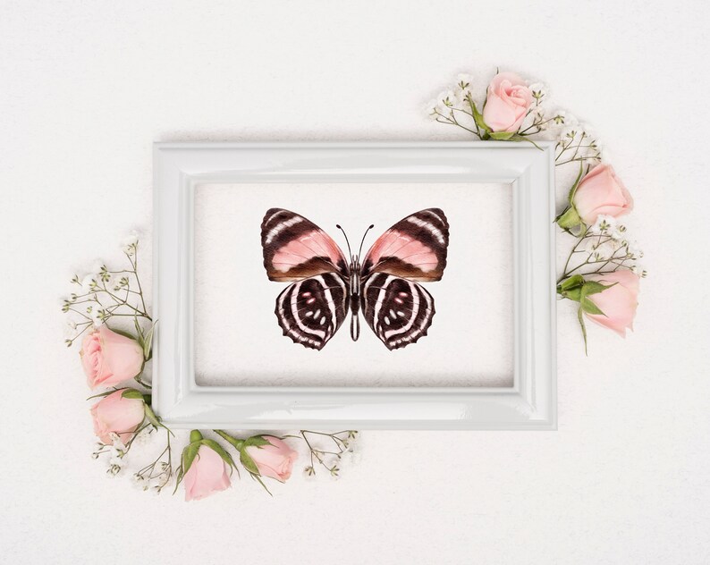 Watercolor Butterfly Clipart Summer Clip Art Romantic - Etsy