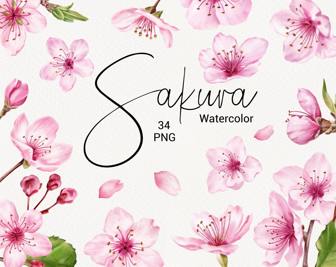 Cherry Blossom Clipart, Watercolor Pink Sakura Flowers, Spring Floral ...
