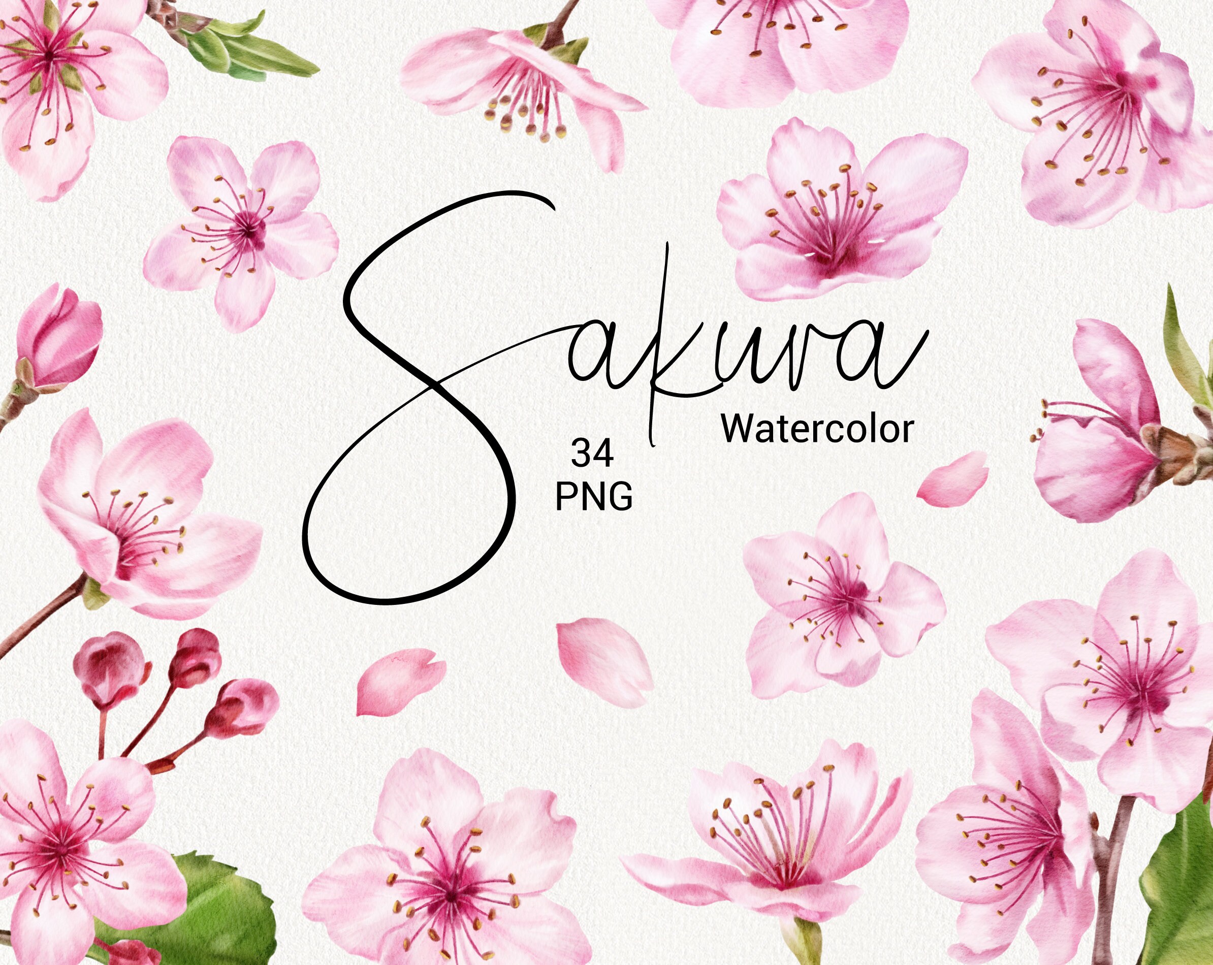 Cherry Blossom Clipart Watercolor Pink Sakura Flowers Spring - Etsy