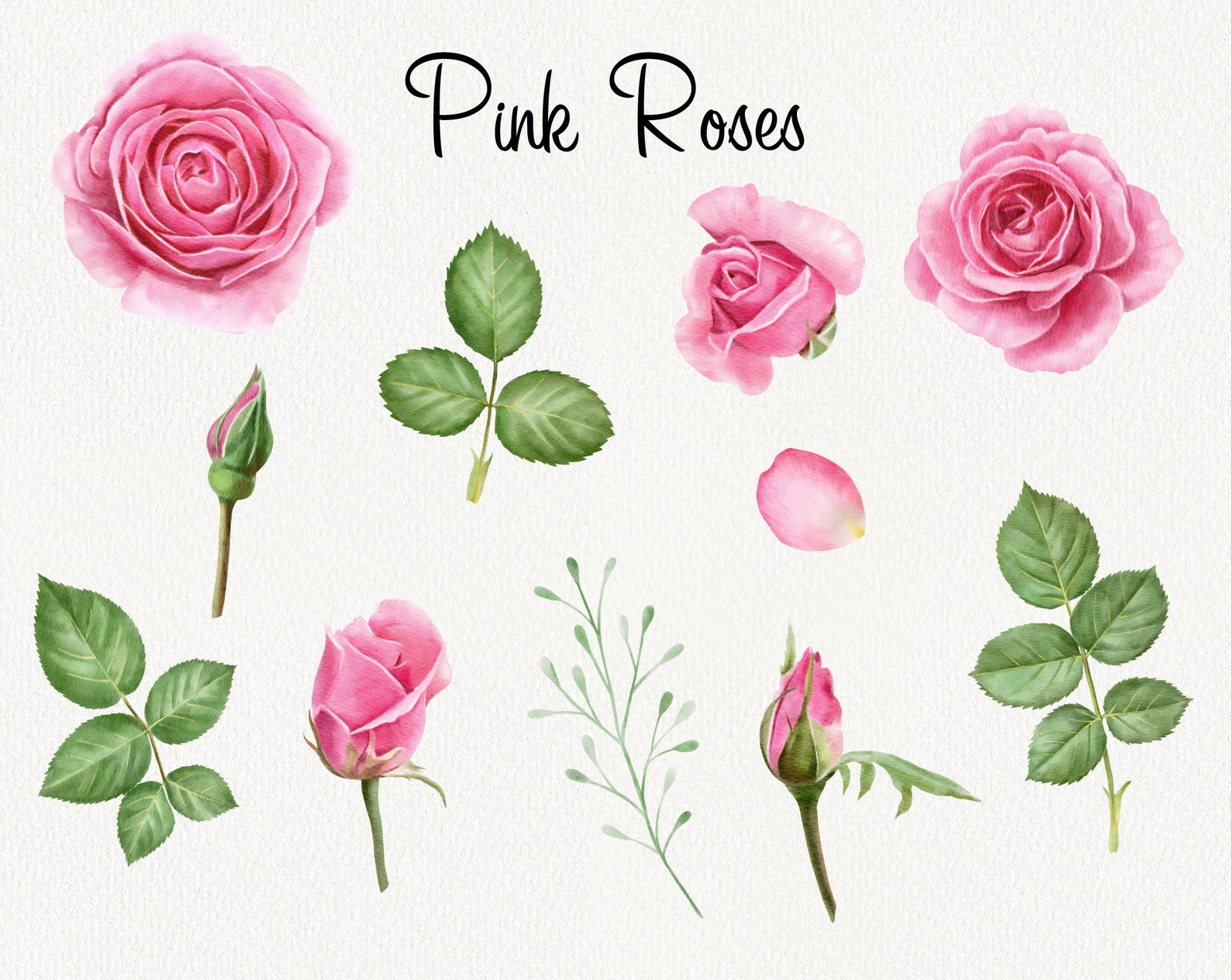 Watercolor Pink Roses Clipart, Valentine's Day Flower Clip Art, Vintage ...