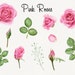 Watercolor Pink Roses Clipart, Valentine's Day Flower Clip Art, Vintage ...