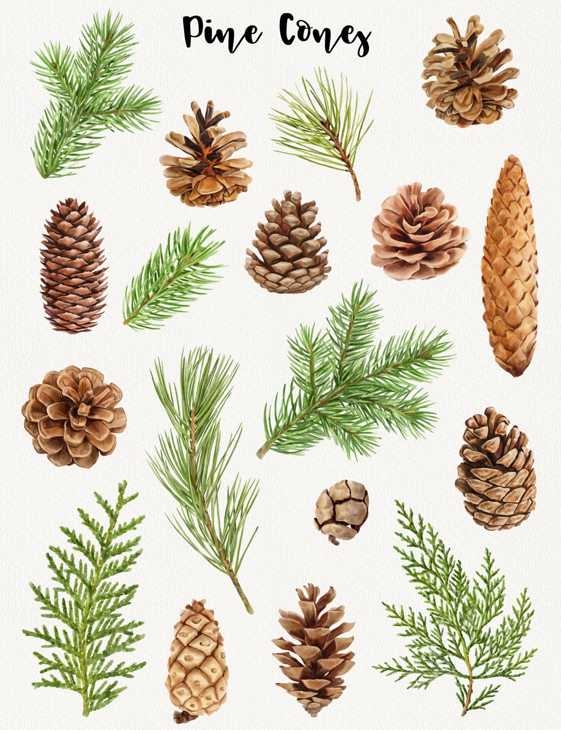 Watercolor Pine Cone Clipart Christmas Greenery Clip Art - Etsy