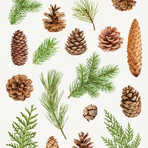 Watercolor Pine Cone Clipart, Christmas Greenery Clip Art, Holiday ...