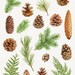 Watercolor Pine Cone Clipart, Christmas Greenery Clip Art, Holiday ...