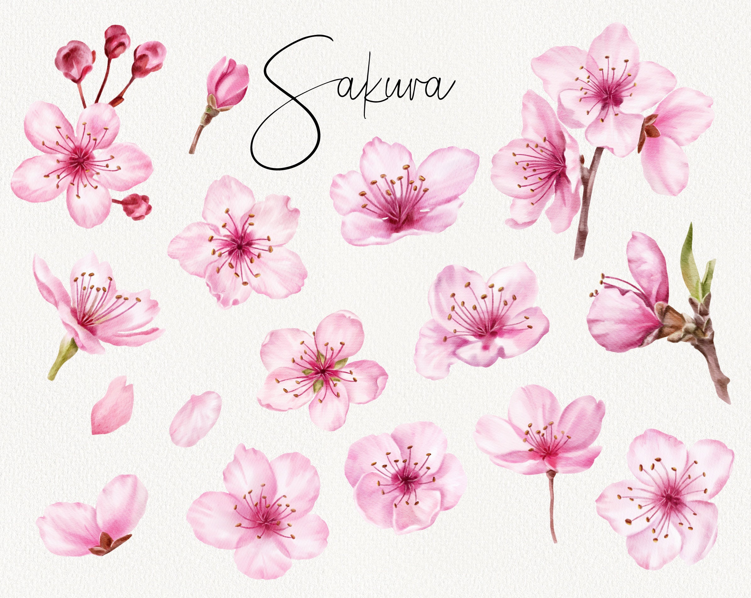 Cherry Blossom Clipart Watercolor Pink Sakura Flowers Spring - Etsy