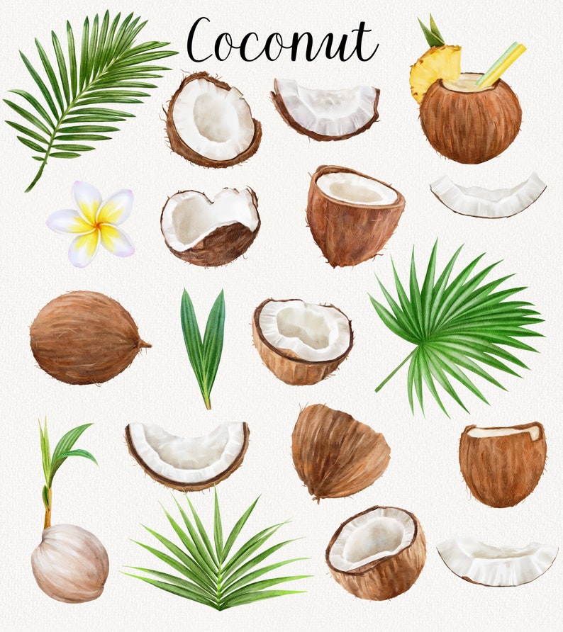 Coconut Watercolor Clipart Summer Fruit Clip Art Tropical - Etsy