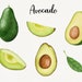 Watercolor Avocado Clipart Tropical Fruit Clipart Summer - Etsy
