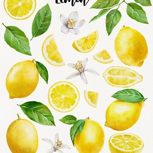 Watercolor Lemon Clipart, Hand Painted Summer Lemon Fruit Clip Art ...