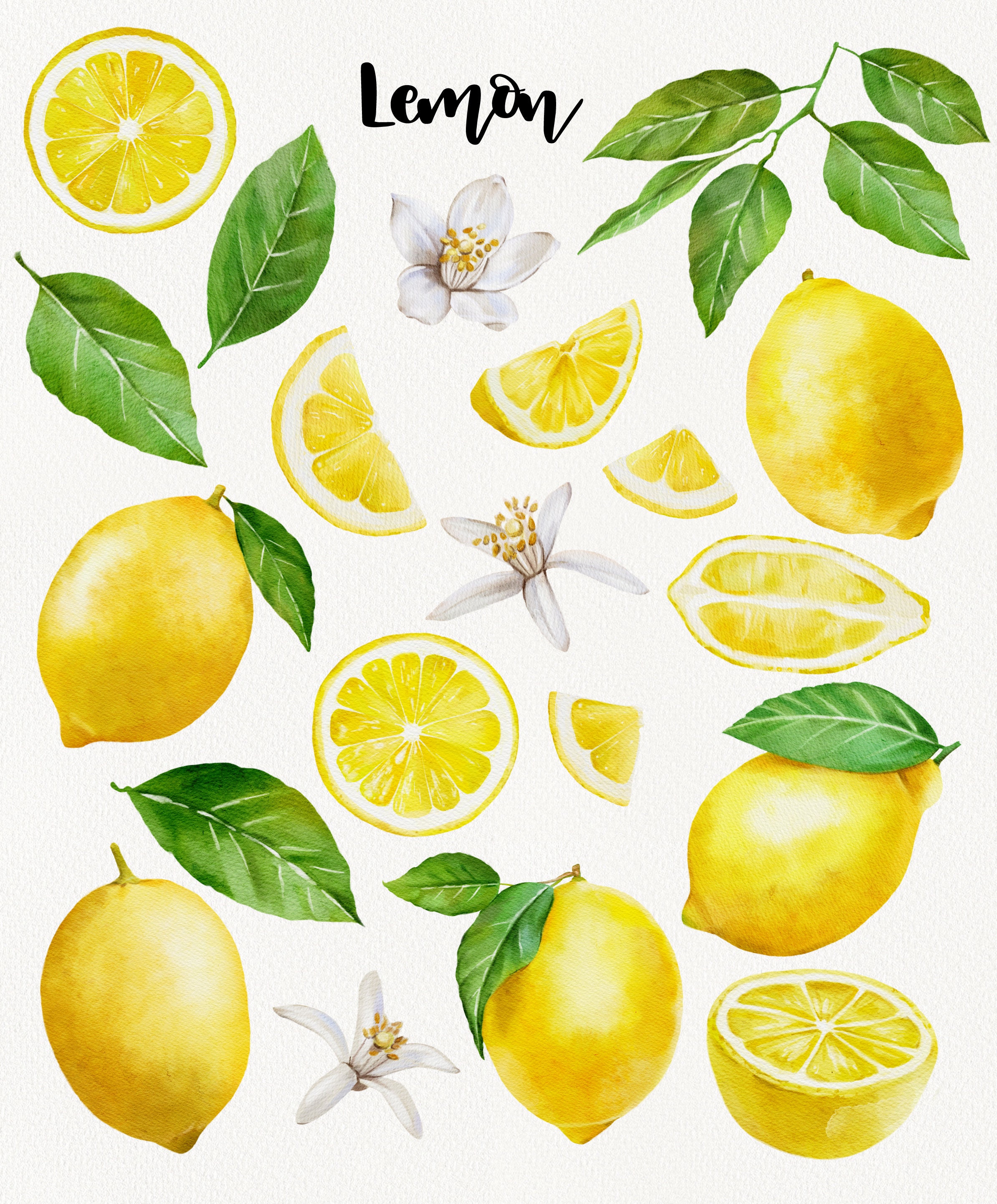 Watercolor Lemon Clipart, Hand Painted Summer Lemon Fruit Clip Art ...