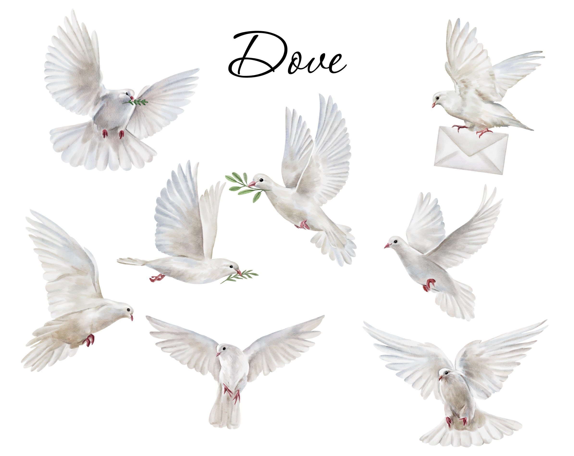 Watercolor Dove Clipart Summer Bird Clip Art Romantic White - Etsy