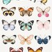 Watercolor Butterfly Clipart Summer Clip Art Romantic - Etsy
