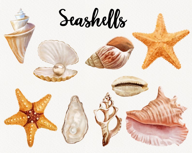 Watercolor Seashells Clipart, Ocean Beach Clip Art, Sea Shells ...