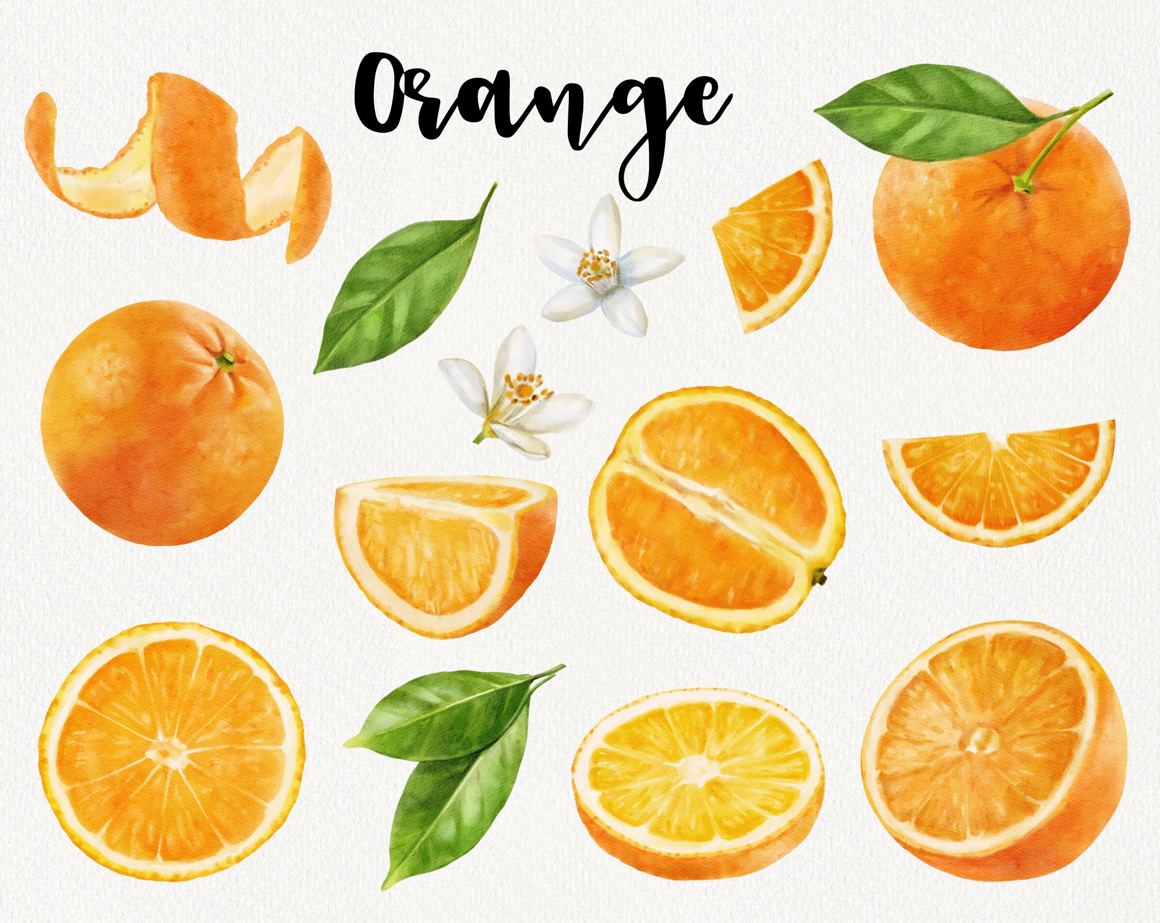 Watercolor Orange Clipart Citrus Fruit Clip Art Flowers - Etsy