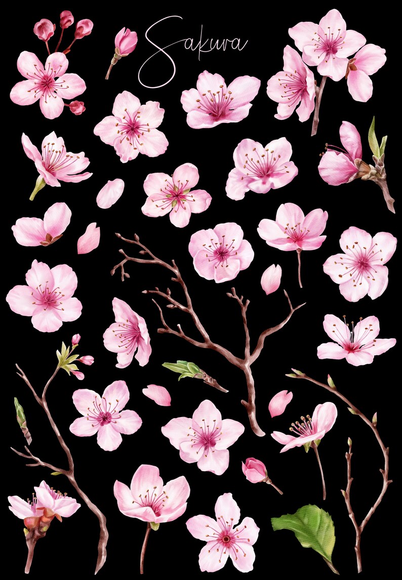 Cherry Blossom Clipart Watercolor Pink Sakura Flowers Spring - Etsy