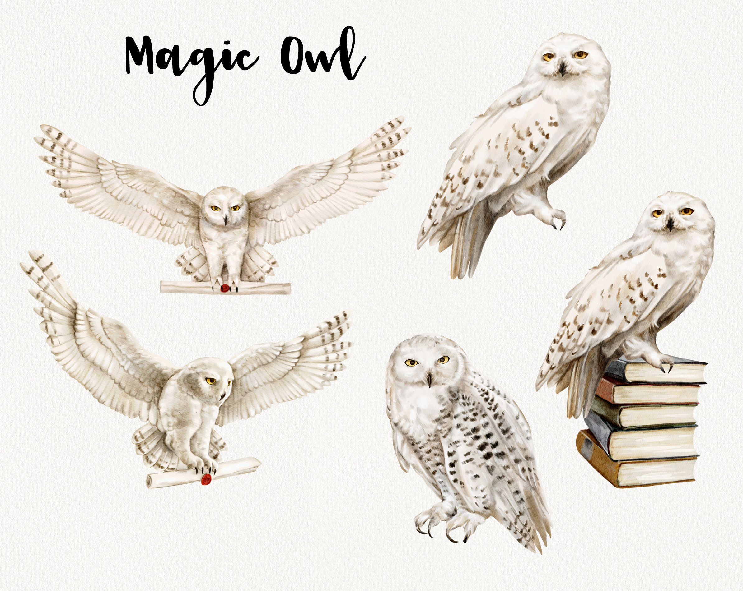 Watercolor Owl Clipart, Magic School, Wizard Clip Art, Hedwig Owl ...