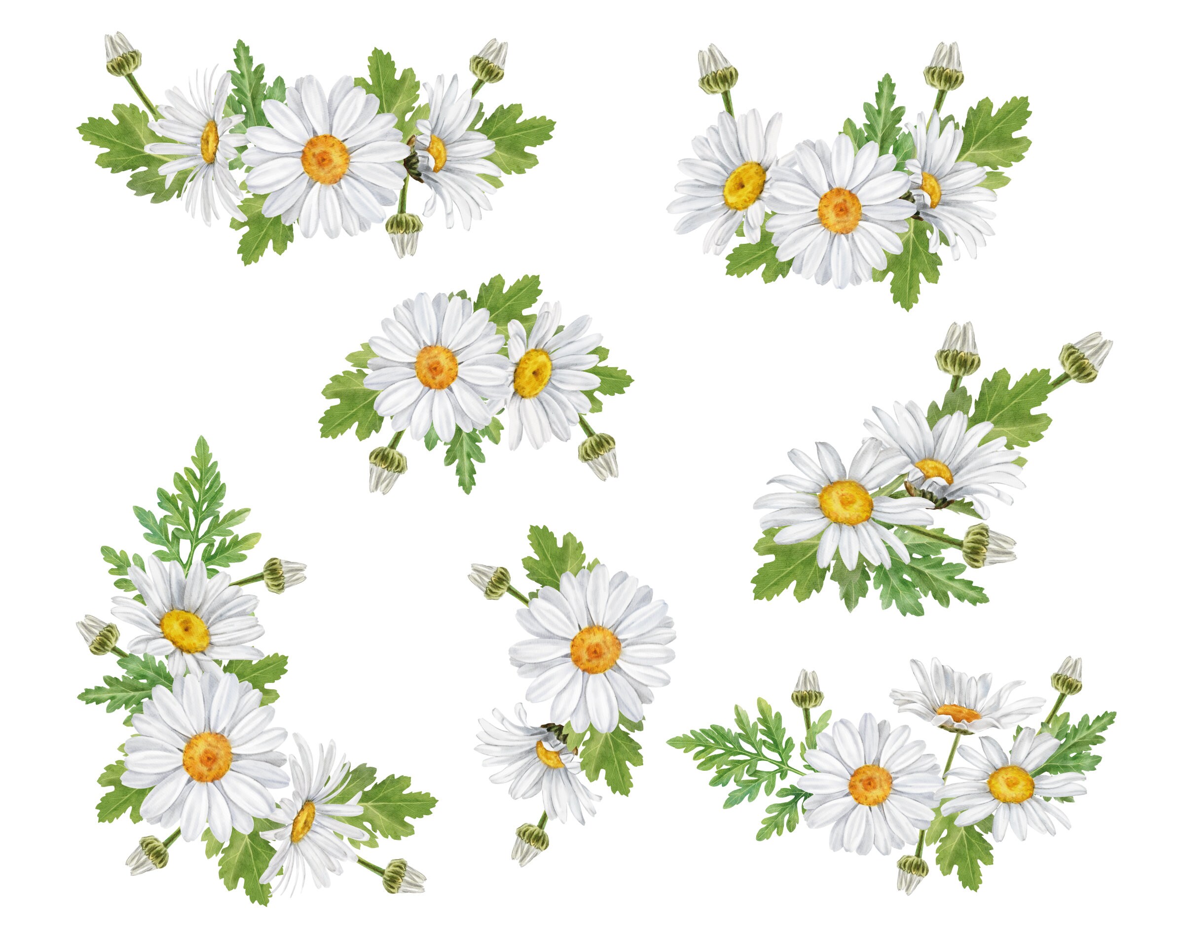 Watercolor Daisy Bouquet Clipart Chamomile Spring Flowers - Etsy