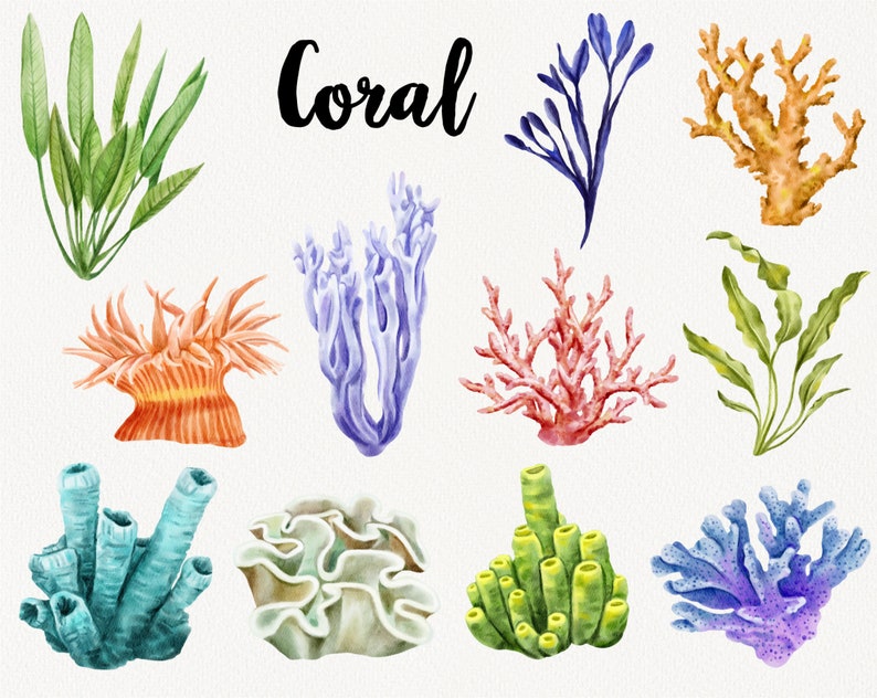 Watercolor Coral Reef Clipart, Under the Sea Life Clip Art, Anemone ...
